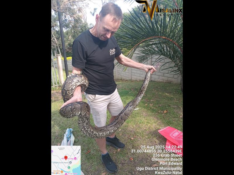 Munster python safely relocated by local snake expert | South Coast Herald