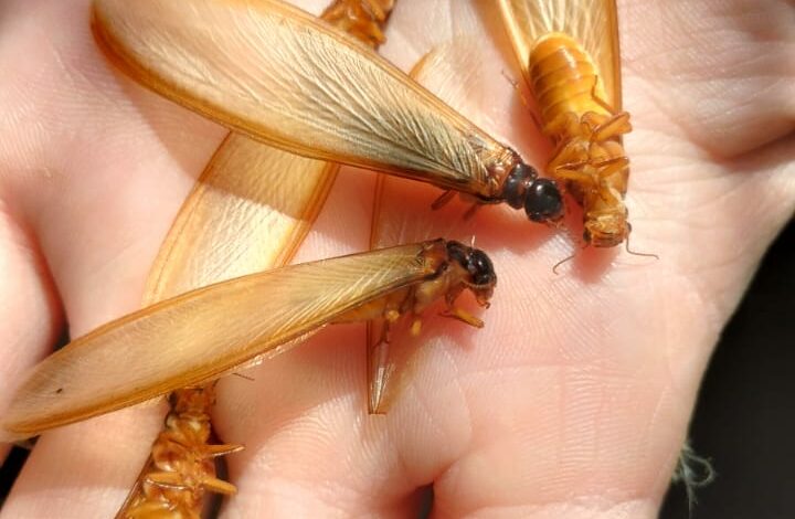 Wildlife centre needs flying ants to feed animals | South Coast Sun