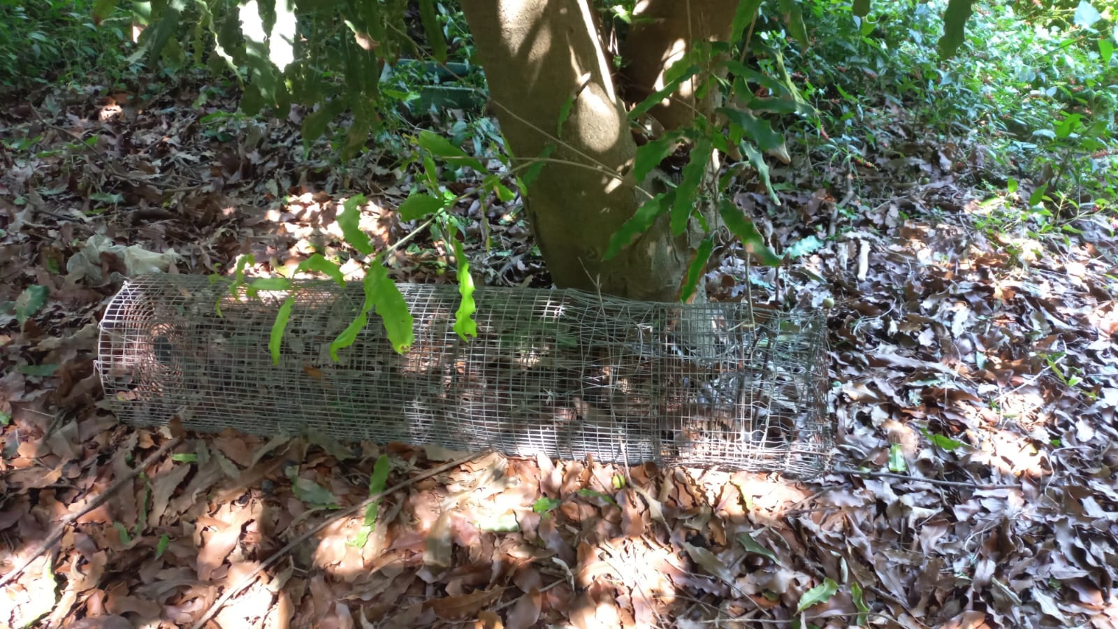 Snare Aware keeps poaching activity under control in Amanzimtoti ...