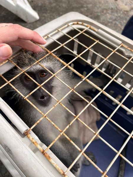 Amanzimtoti SPCA responds to shot monkey, urges vigilance | South Coast Sun