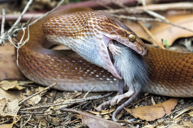 Uncollected refuse may have attracted rats and snakes | South Coast Sun