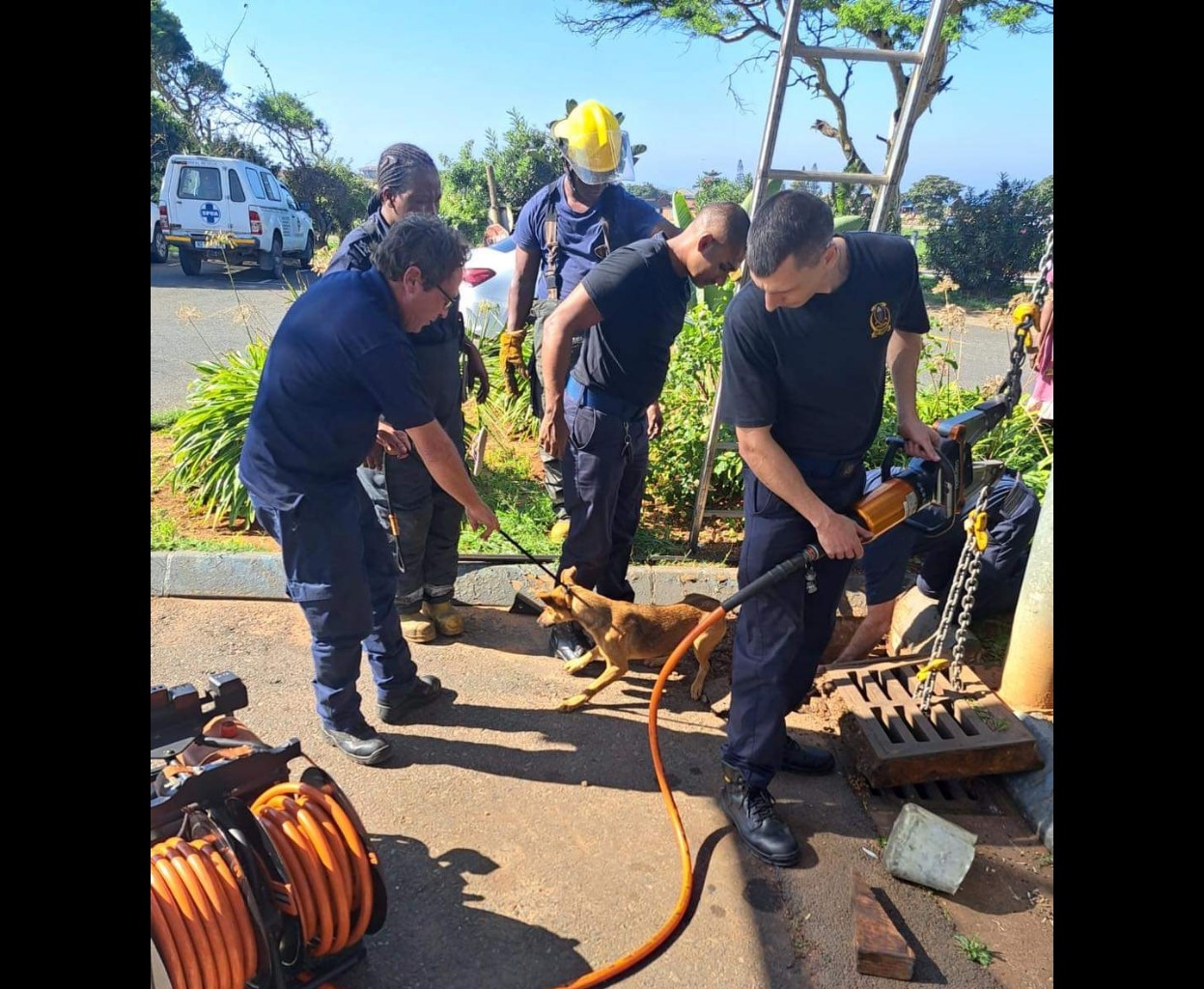 Amanzimtoti SPCA, fire department rescue dog from drain | South Coast Sun