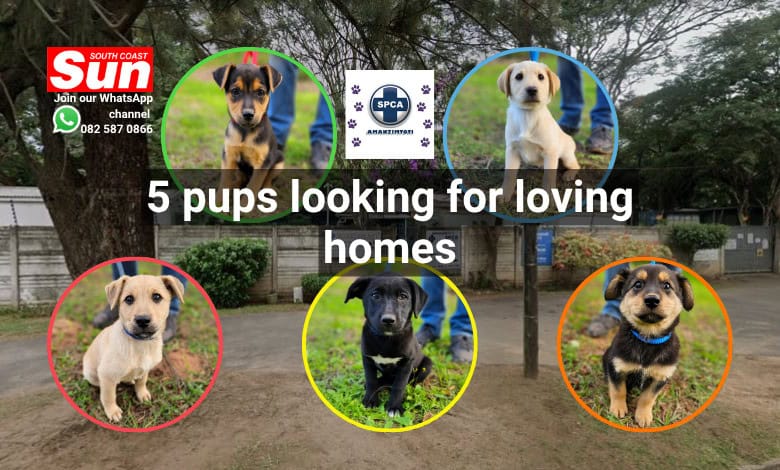 Precious puppies need loving homes | South Coast Sun