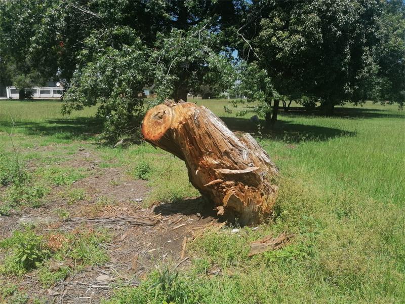 City Parks boost by-laws to tackle illegal tree-felling | Southern Courier