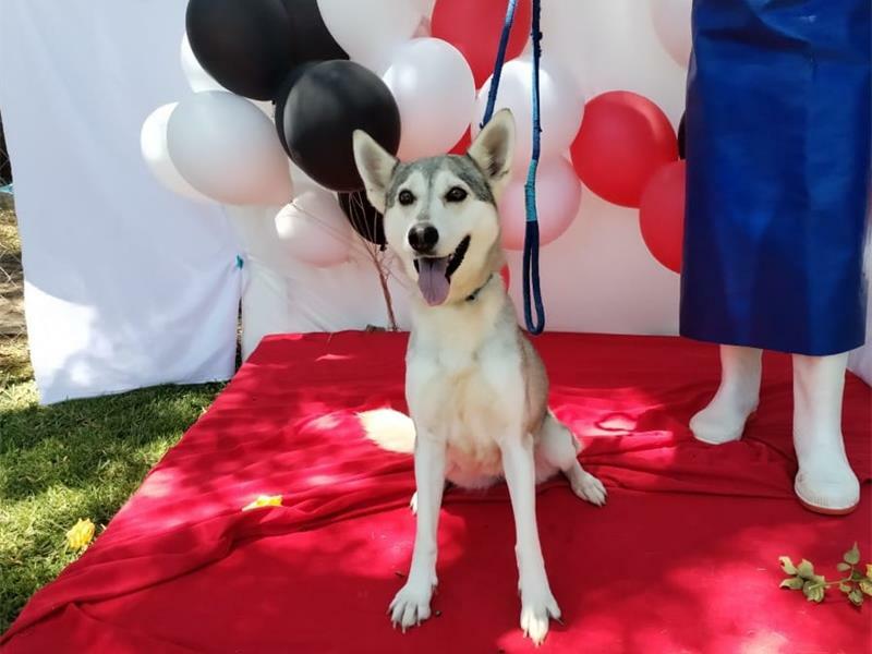 Johannesburg SPCA hosts Valentine’s Day photo shoot for pets | Southern ...