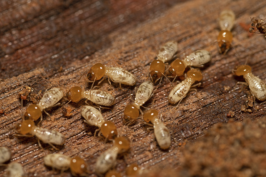 Termite characteristics and behaviour | Southlands Sun