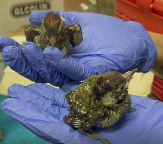How to help small animals during heavy rains | Southlands Sun
