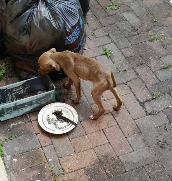 [Video] Animal neglect cases on the rise | Southlands Sun