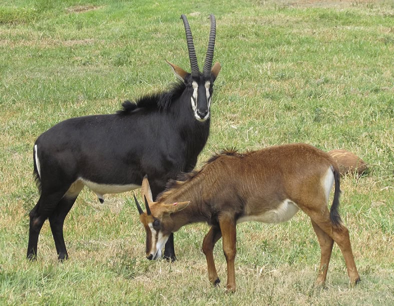 Animal of the week: Sable antelope | Southlands Sun