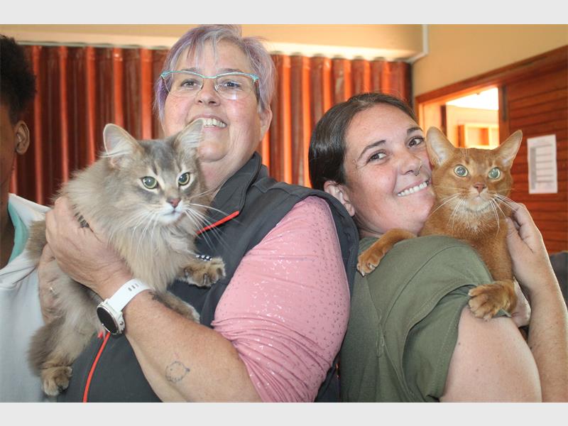 Feline stars shine at Gauteng’s prestigious Top Cat Show | Springs ...
