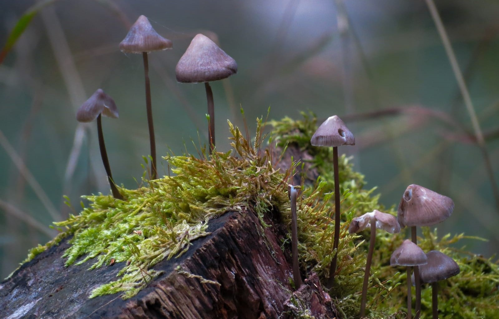 Sprokiesmooi foto versameling | Vaalweekblad