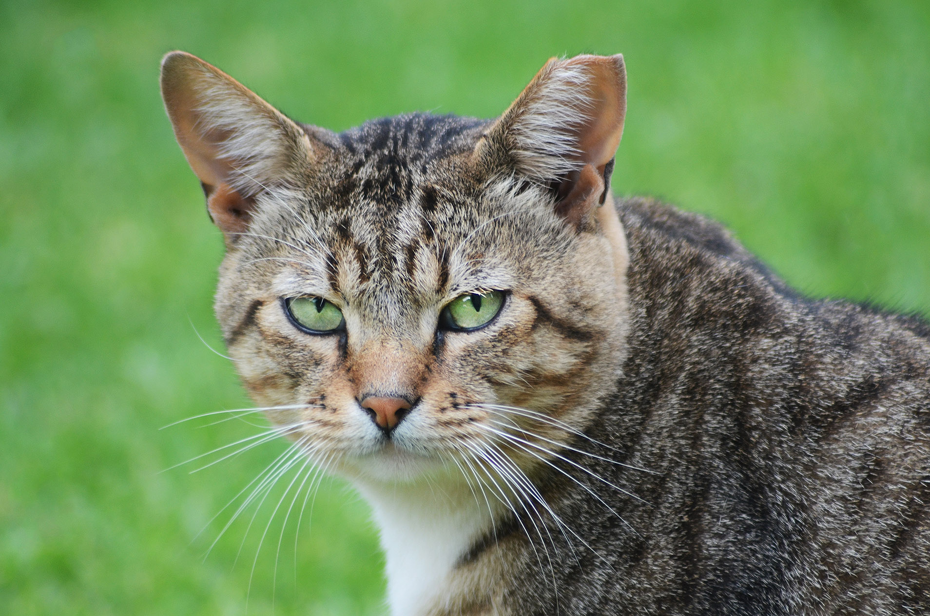 Don't fear the ferals, help them | Vaalweekblad