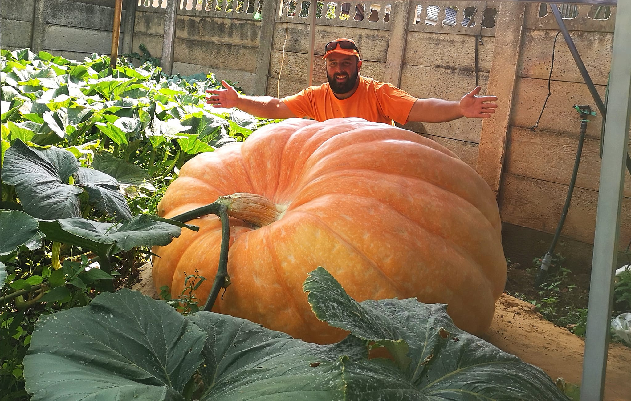 Gesoek: Pampoen wat meer as 1 ton weeg | Vaalweekblad