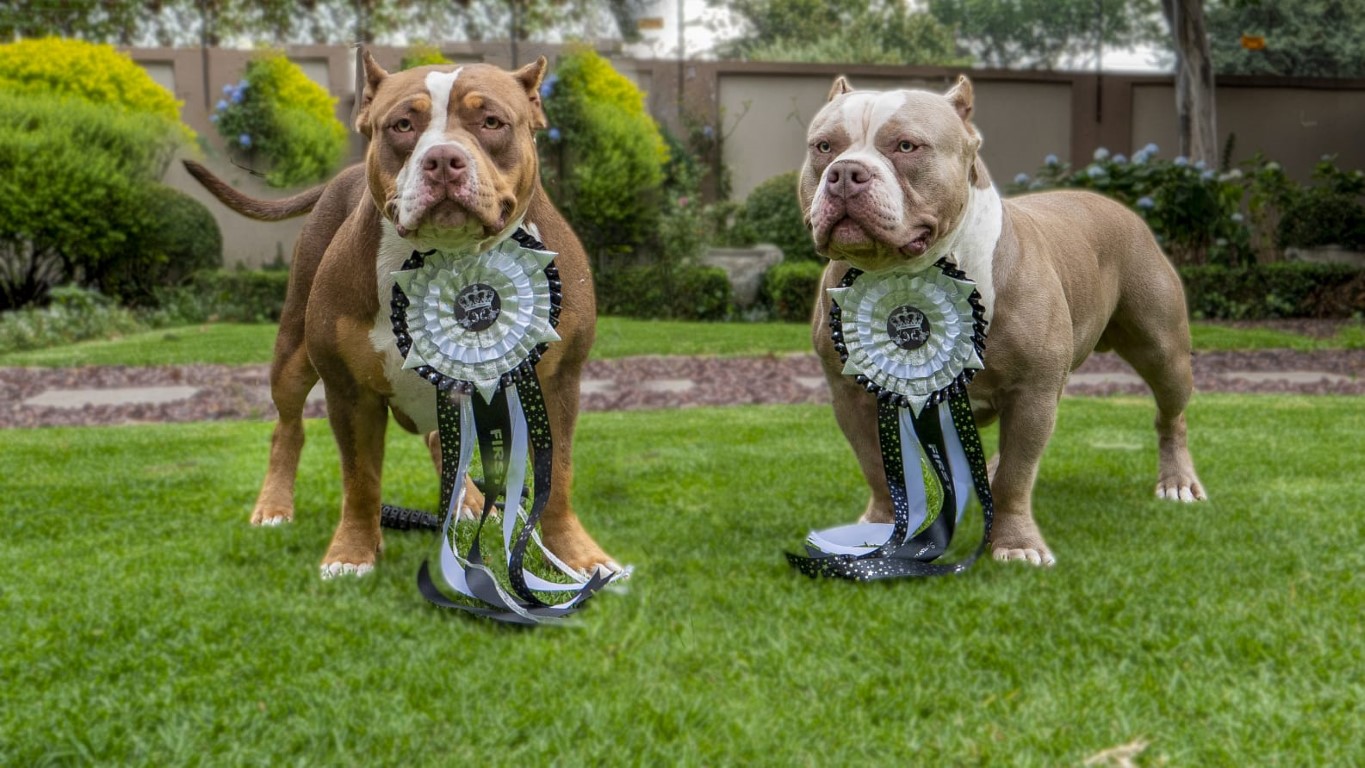 Beautiful bullies awarded first place at show | Witbank News