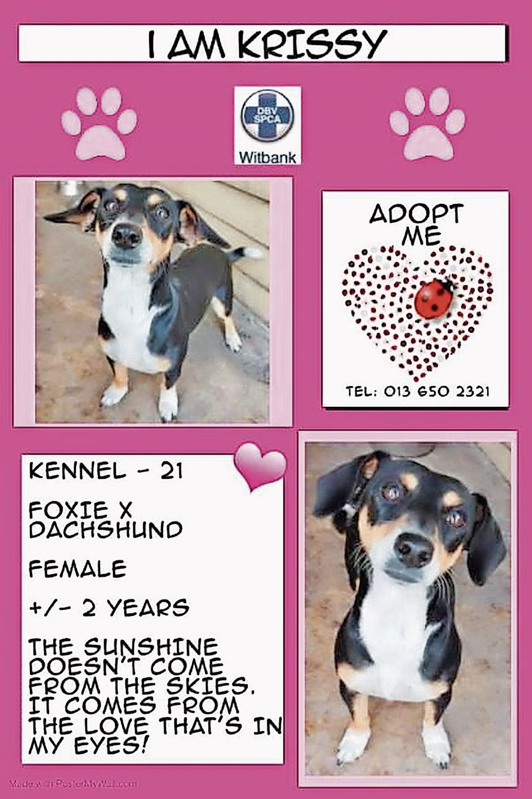 The local SPCA has new pets up for adoption | Witbank News