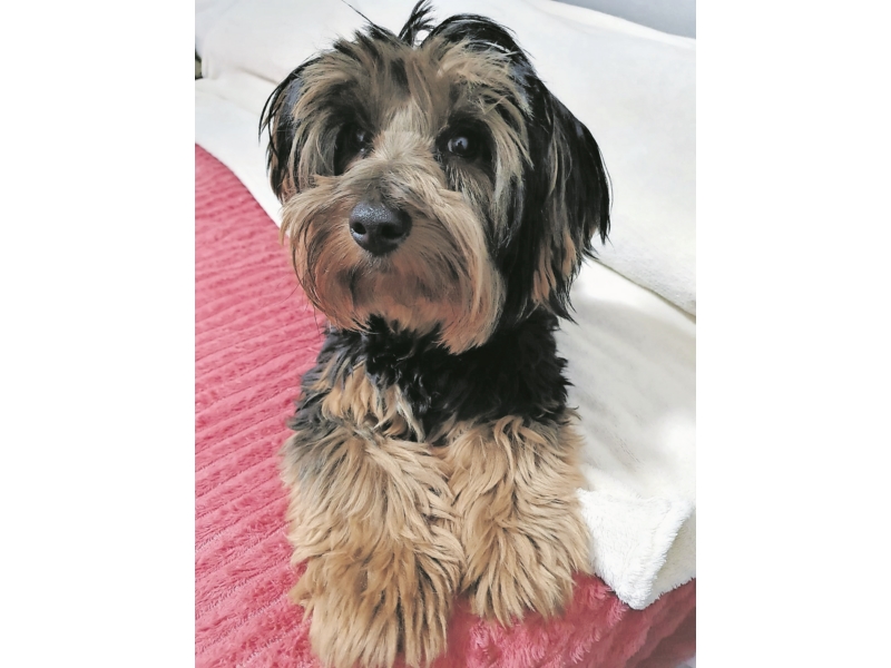 Family urgently looking for missing Andy | Witbank News