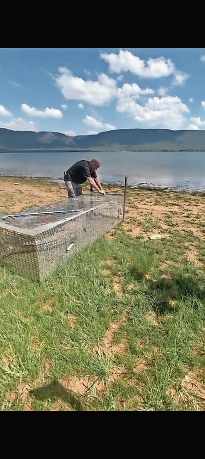 Siyanqoba croc safely relocated to Loskop Dam | Witbank News