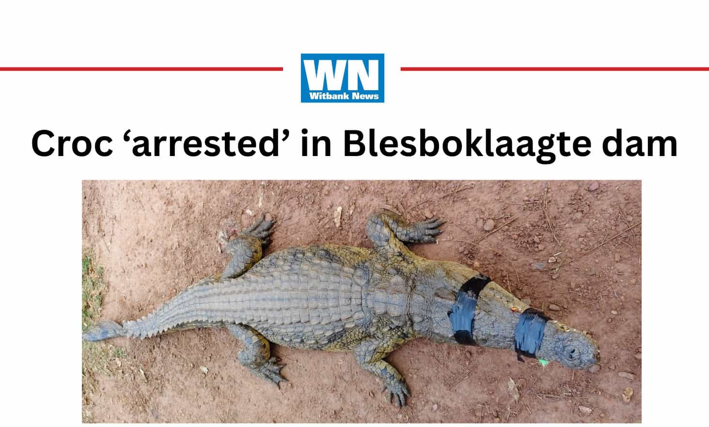 Croc ‘arrested’ for trespassing | Witbank News
