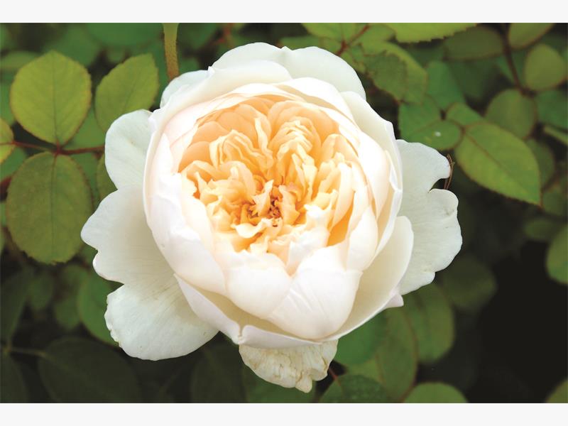 The special charm of English roses | The Citizen