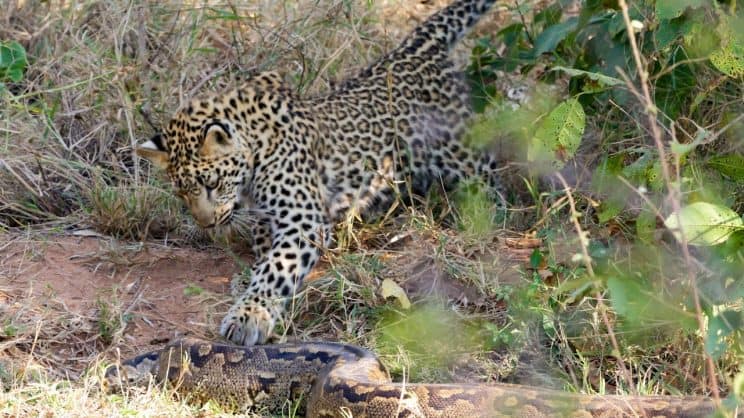 VIDEO: Leopards attack giant rock python | The Citizen
