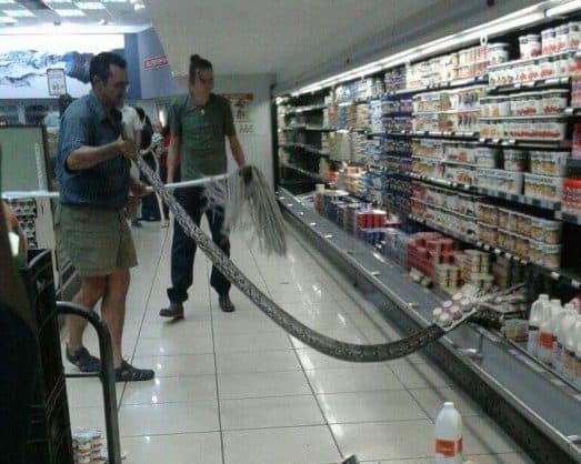 Snake takes a nap in a shop’s fridge | The Citizen