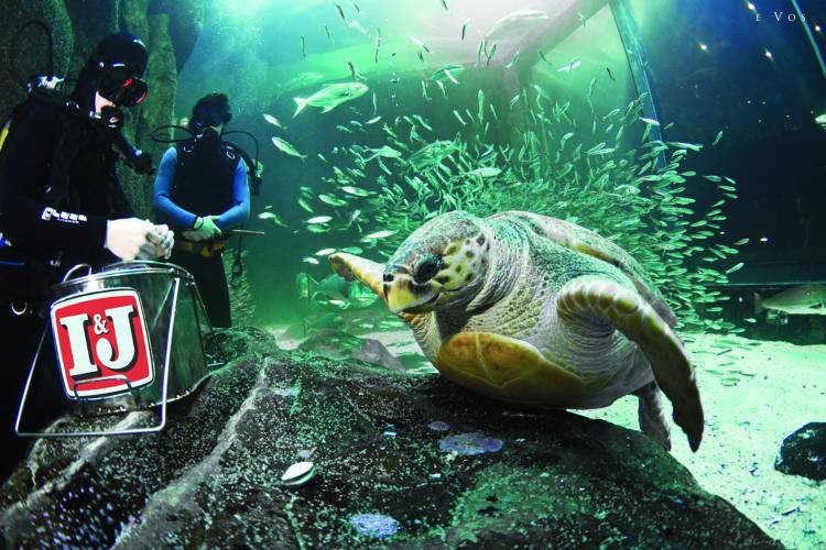 Queen of the aquarium, Yoshi the turtle, to go into the wild | The Citizen