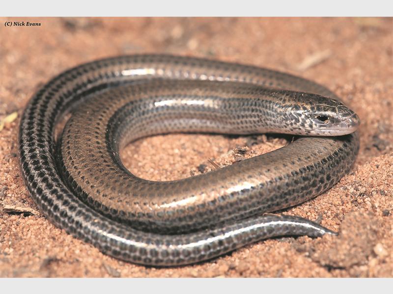 Save our skinks | The Citizen