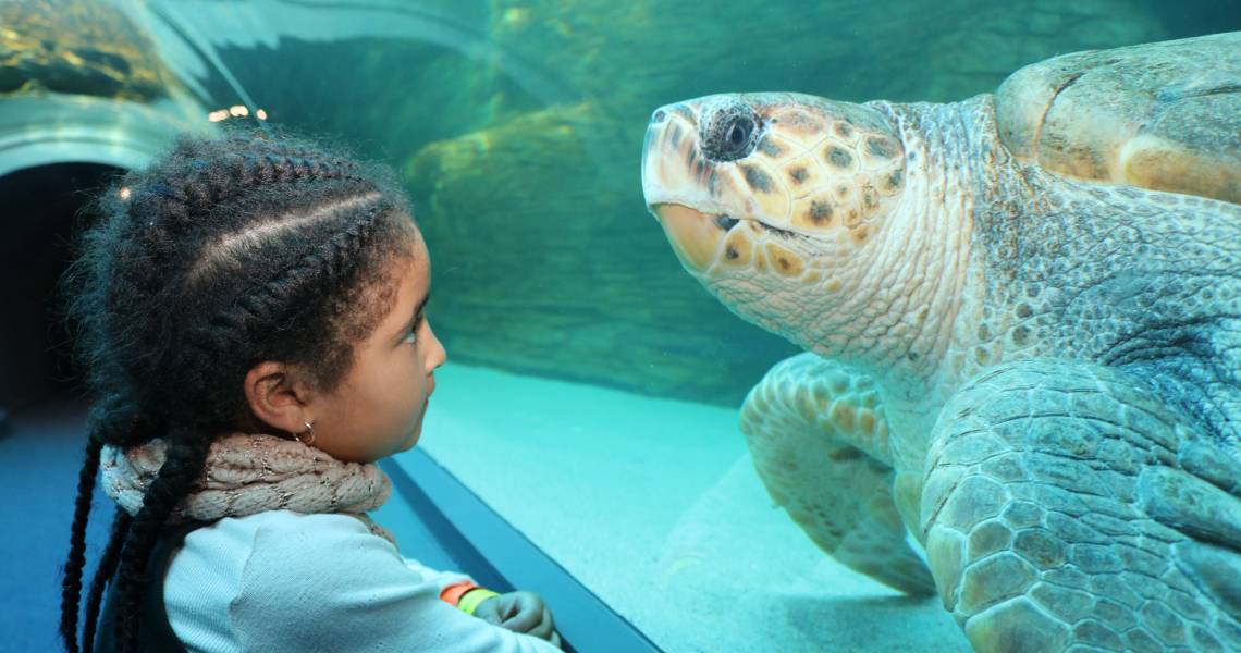 Queen of the aquarium, Yoshi the turtle, to go into the wild | The Citizen