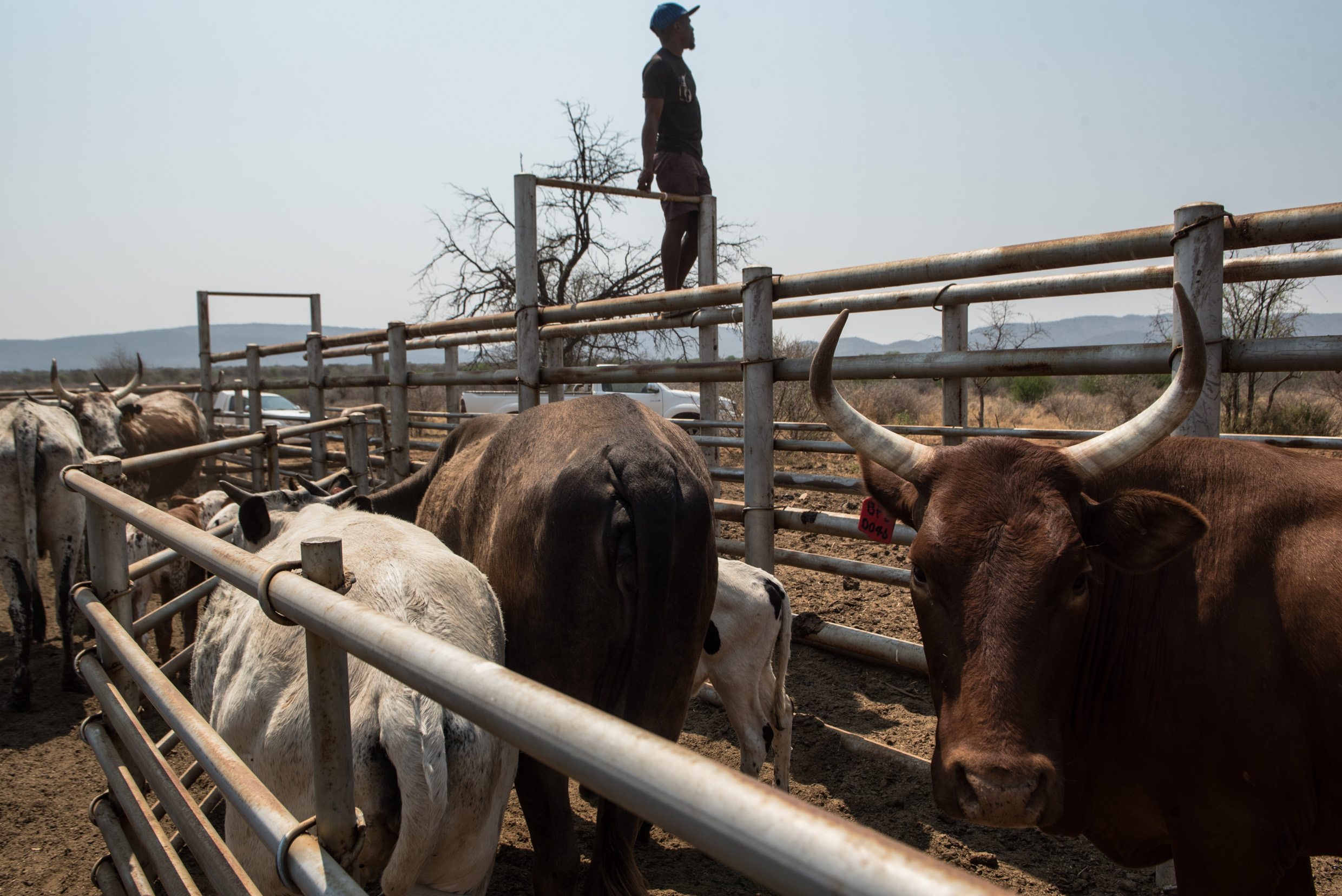 Foot-and-mouth disease outbreak puts SA livestock at risk | The Citizen