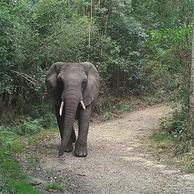 No easy answer to elephant problem | The Citizen