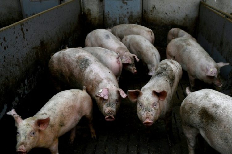Frankenswine: Scientists revive brain function in dead pigs | The Citizen