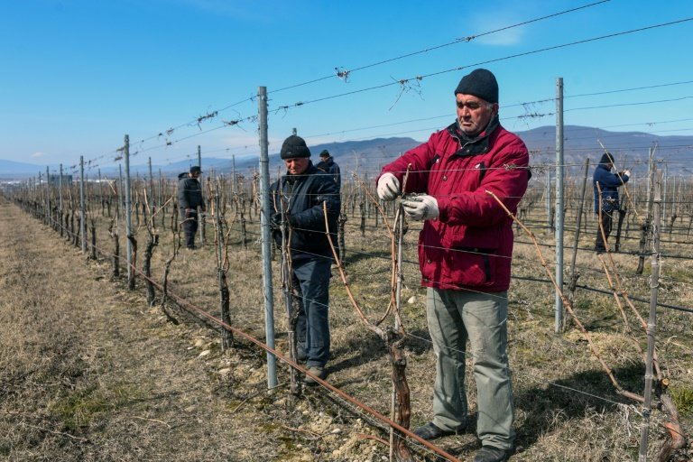 Grapes on Mars? Georgia winemakers aiming high | The Citizen