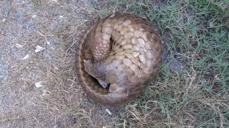 Dead pangolin highlights reality of poaching crisis | The Citizen