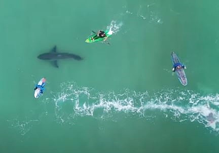 WATCH: Plet teen gets jaw-dropping footage of shark circling surfers ...