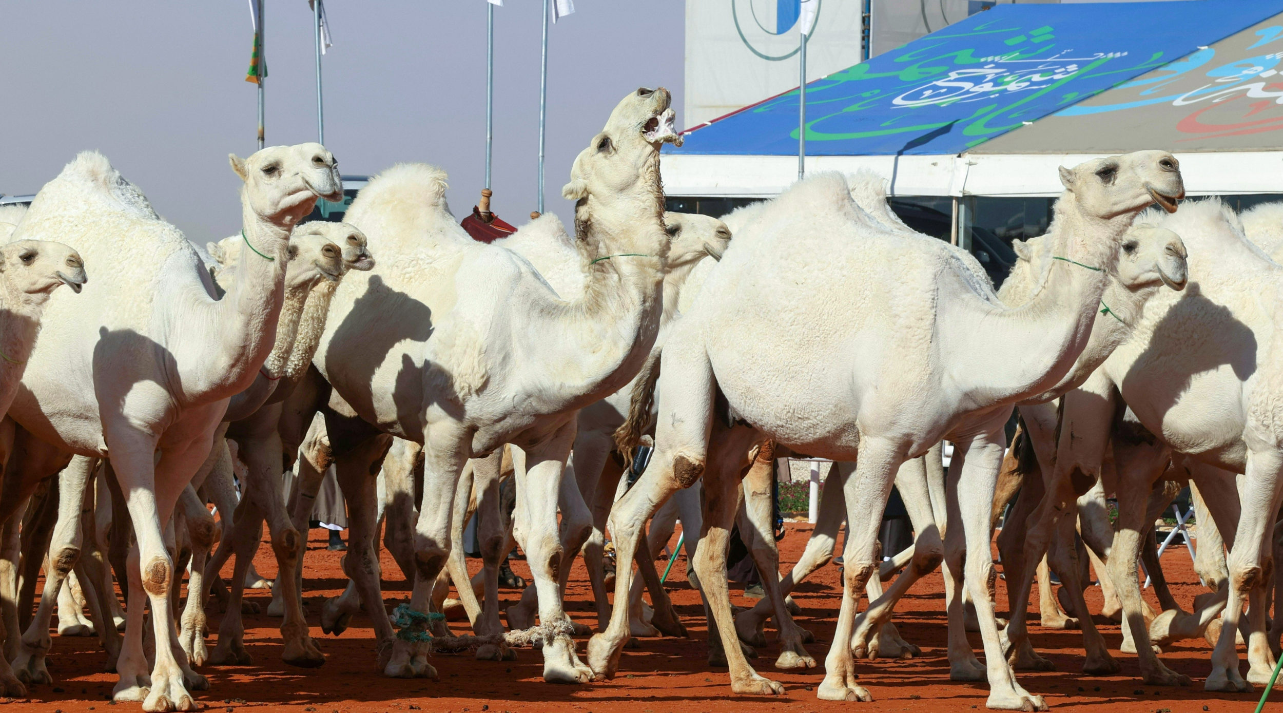 PICS: 'Ships of the desert' – Camel beauty pageant debut by Saudi women