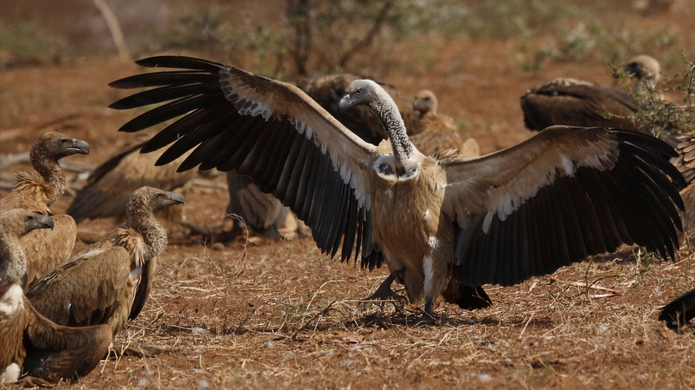 Vultures are vital to the food chain | Zululand Observer