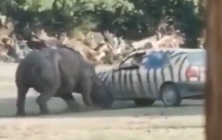 WATCH: Rhino turns vehicle over like a toy | Zululand Observer