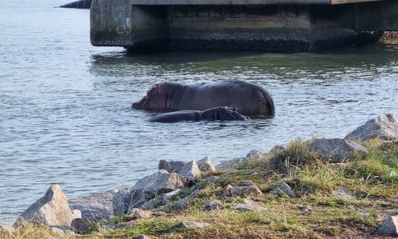 WATCH: Winter beach day for hippos in Richards Bay | Zululand Observer