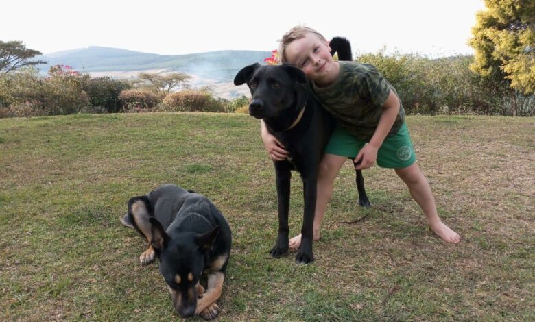 7 facts about ‘Man’s Best Friend’ to celebrate International Dog Day | Zululand Observer