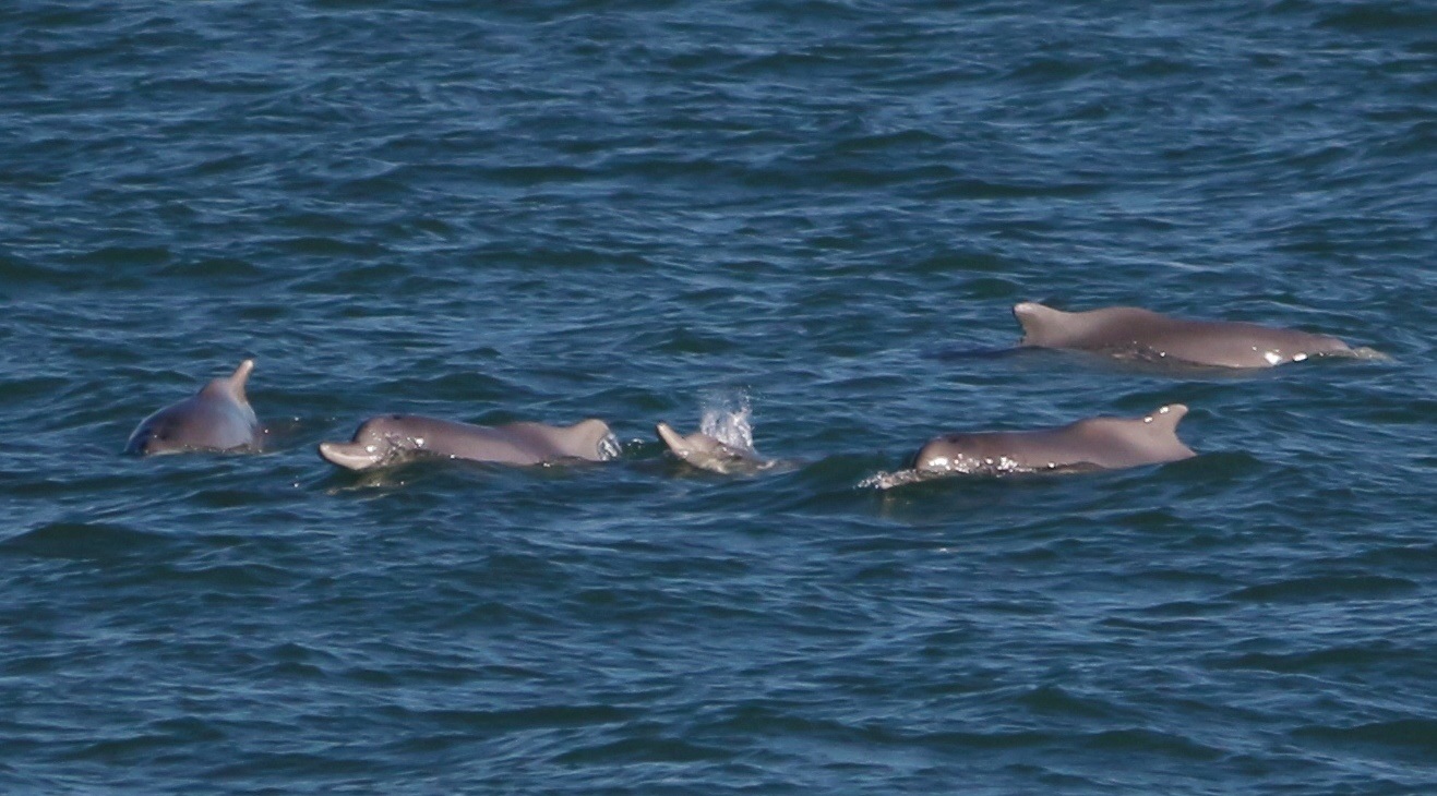 Look for dolphins at Richards Bay | Zululand Observer