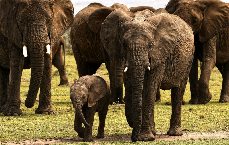 Elephants trample anti-poaching ranger in northern KZN | Zululand Observer