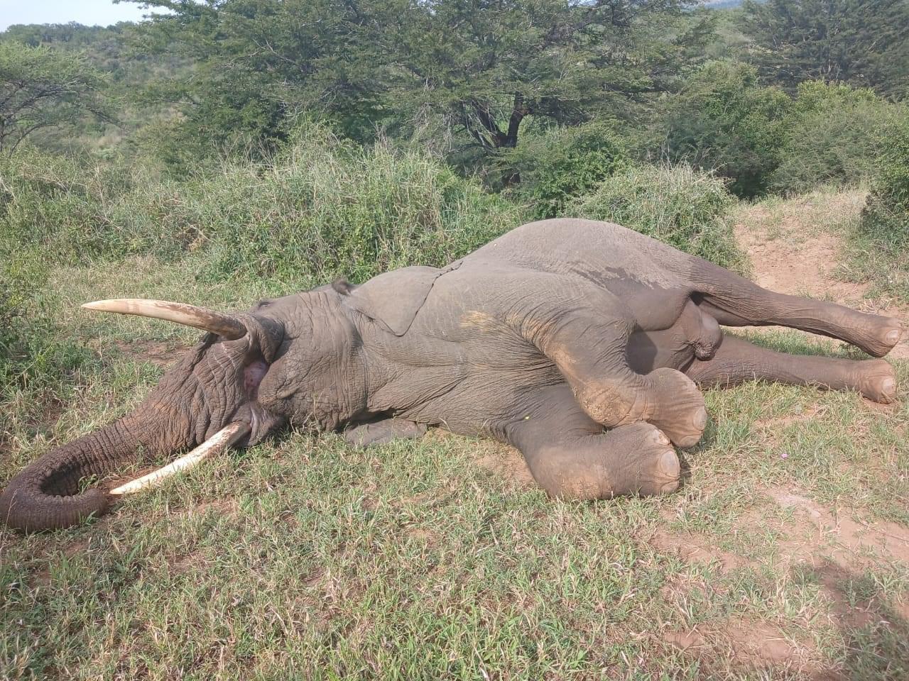 Two elephants destroyed after escaping from Hluhluwe-iMfolozi Park ...