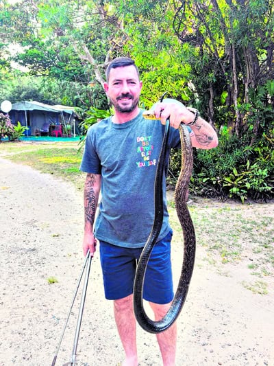 WATCH: Tricky forest cobra catch for Richards Bay snake handler ...